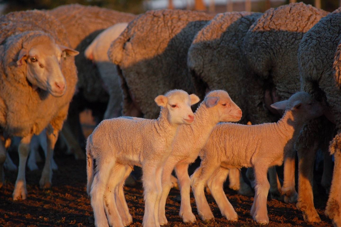 Breeding, selection and reproduction - National Wool Growers Association